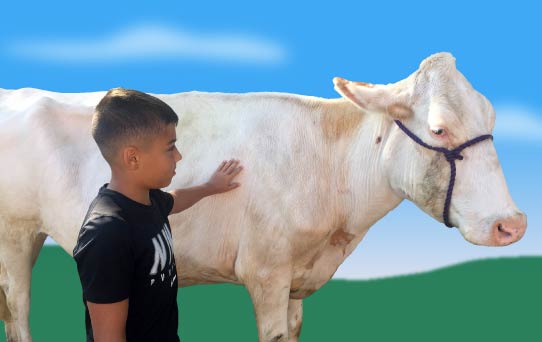 Cows Help Teach Environmental Lesson | Prince William Living