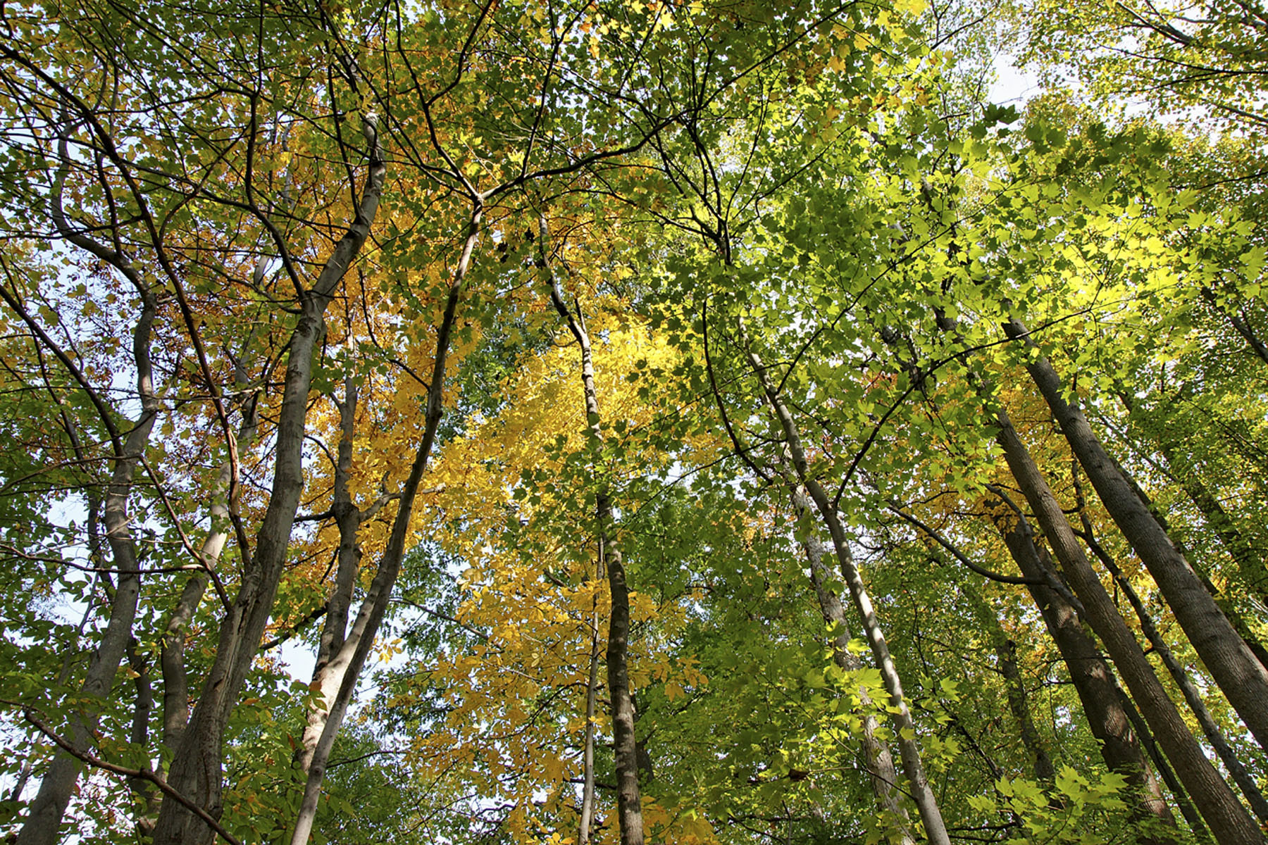 The Beauty of Wood | Prince William Living