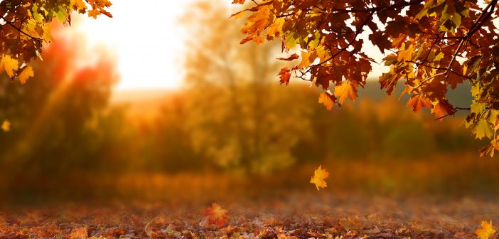 Five Things in November That Will Make You Happy | Prince William Living