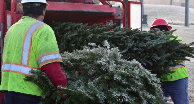 Curbside Christmas Tree Collection in January | Prince William Living