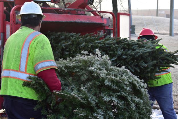Curbside Christmas Tree Collection in January | Prince William Living