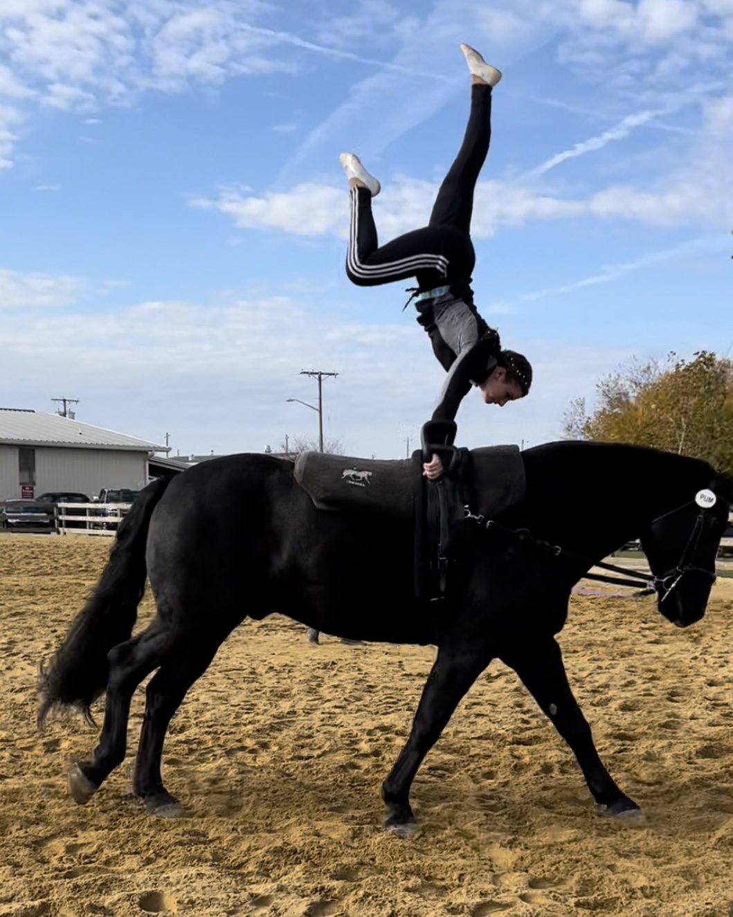 Dancing with Horses | Prince William Living