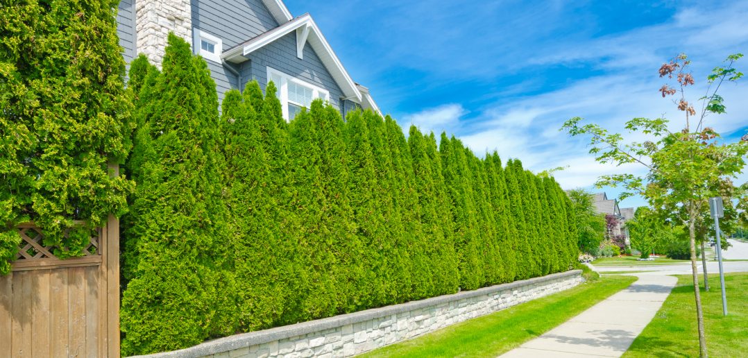 Creating a Natural Privacy Fence with Trees and Bushes | Prince William ...
