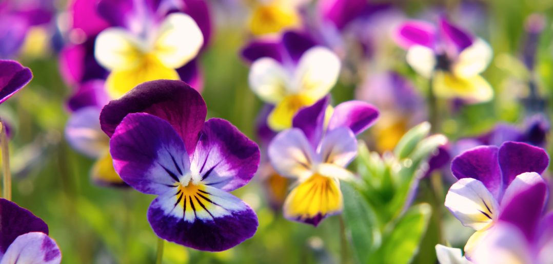 Transform Your Garden with These Seven Vibrant Spring Flowers | Prince ...