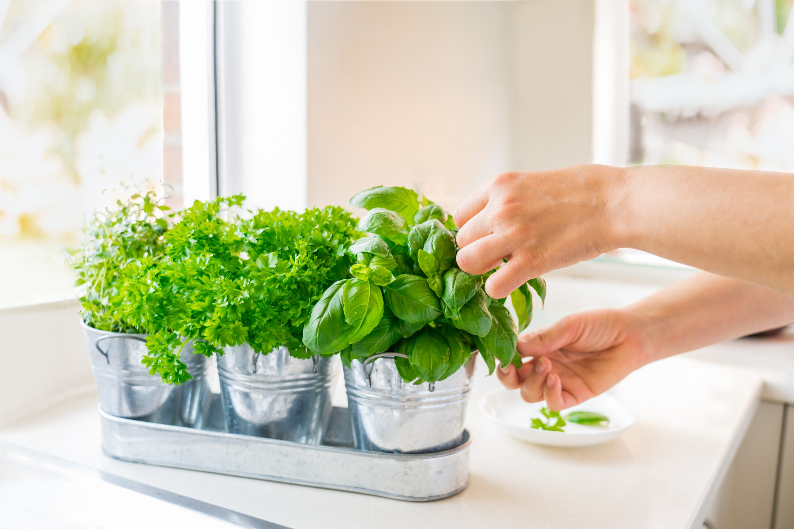 Indoor Dish Gardening | Prince William Living