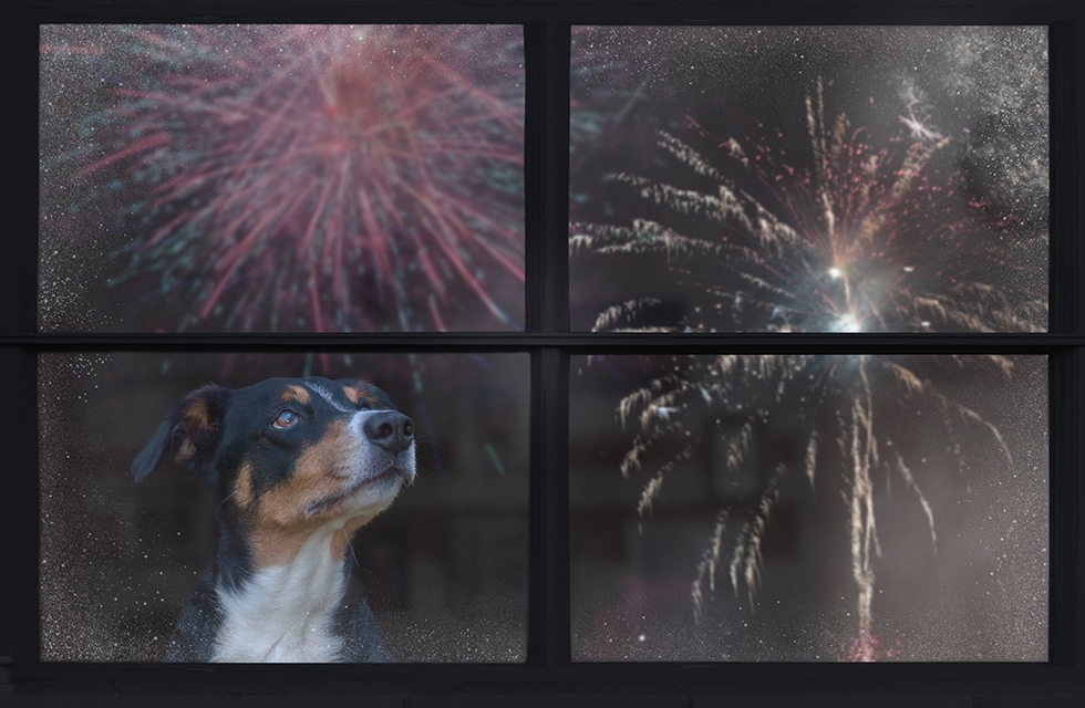 Microchipping Your Pet Can Ensure Their Safety and Well-Being at Fourth ...