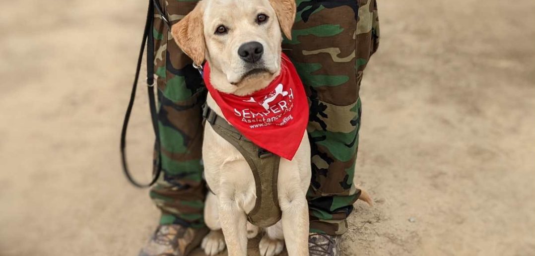 Local Cornhole Tournament in October Will Benefit Service Dogs for ...