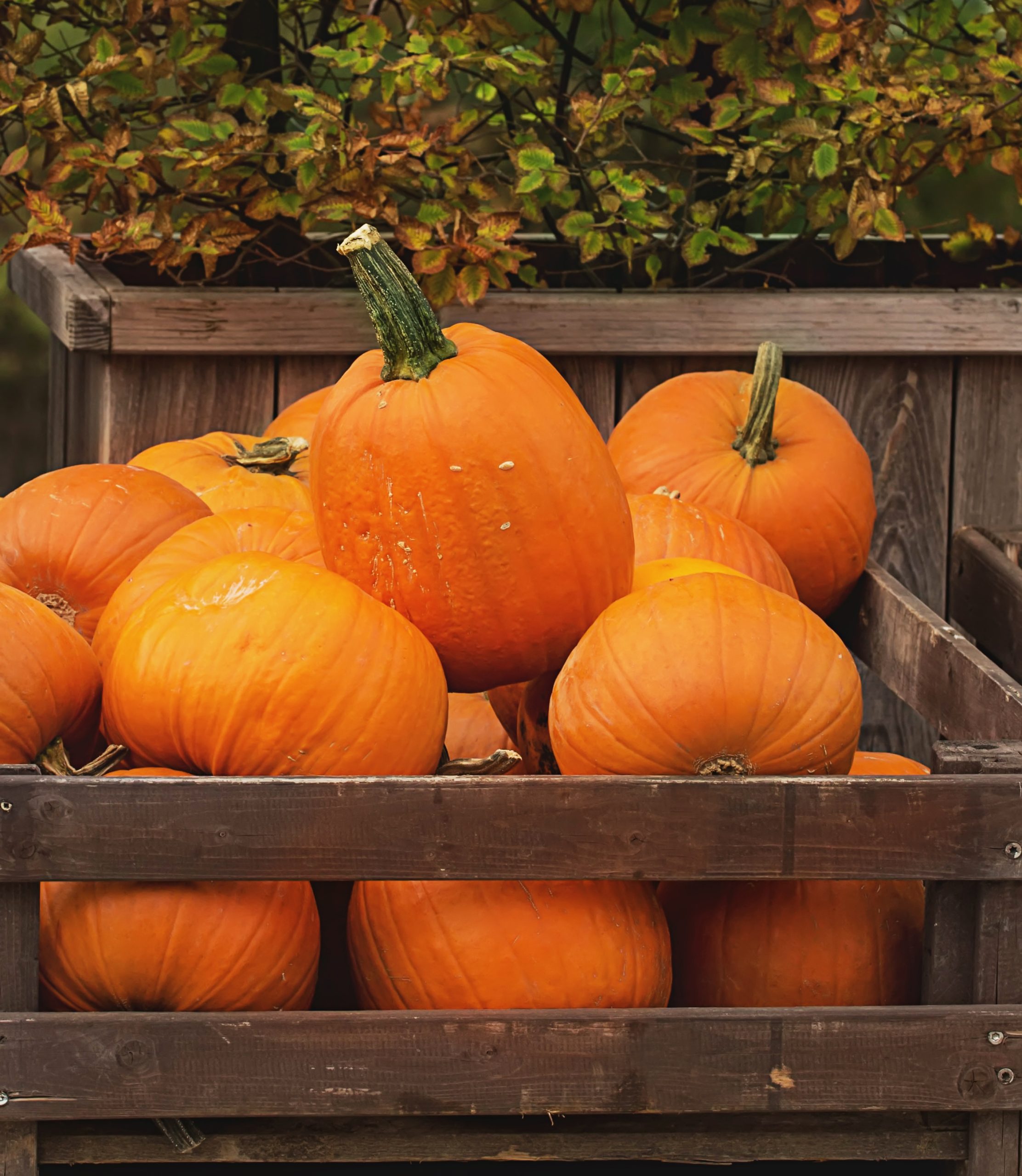 Bring on the Pumpkins! | Prince William Living