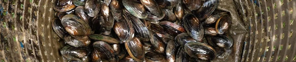 County to Reintroduce Mussels to Restored Streams | Prince William Living