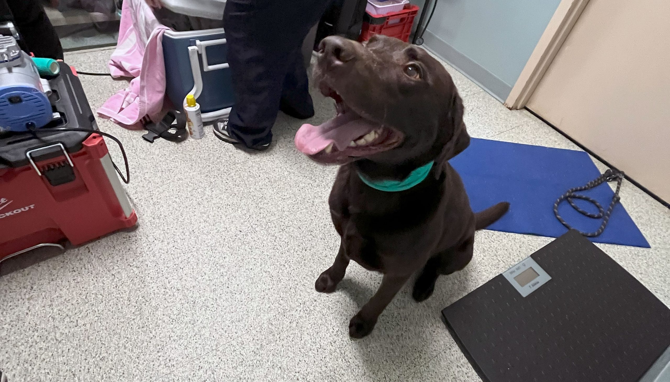 Give Blood, Save a Life: People — and Pets — Need Blood | Prince ...