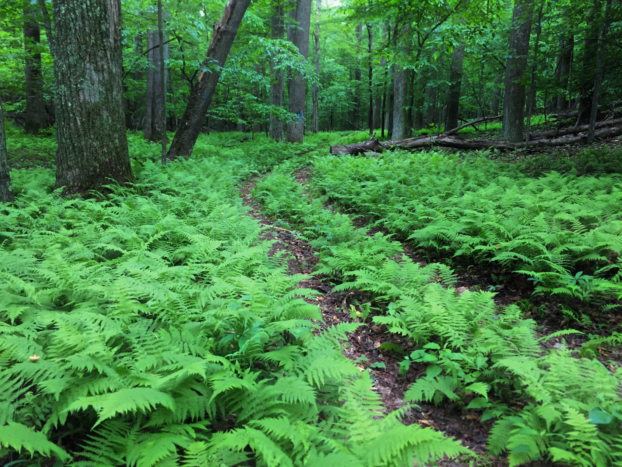 Bull Run Mountains: A Living Laboratory and Open-Air Museum | Prince ...