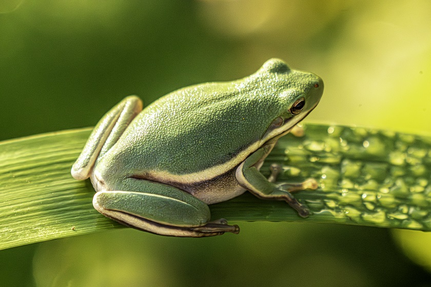 Neabsco Regional Park Combines Nature, Recreation, Education, and ...