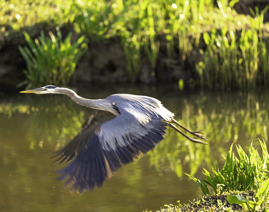 Neabsco Regional Park Combines Nature, Recreation, Education, and ...