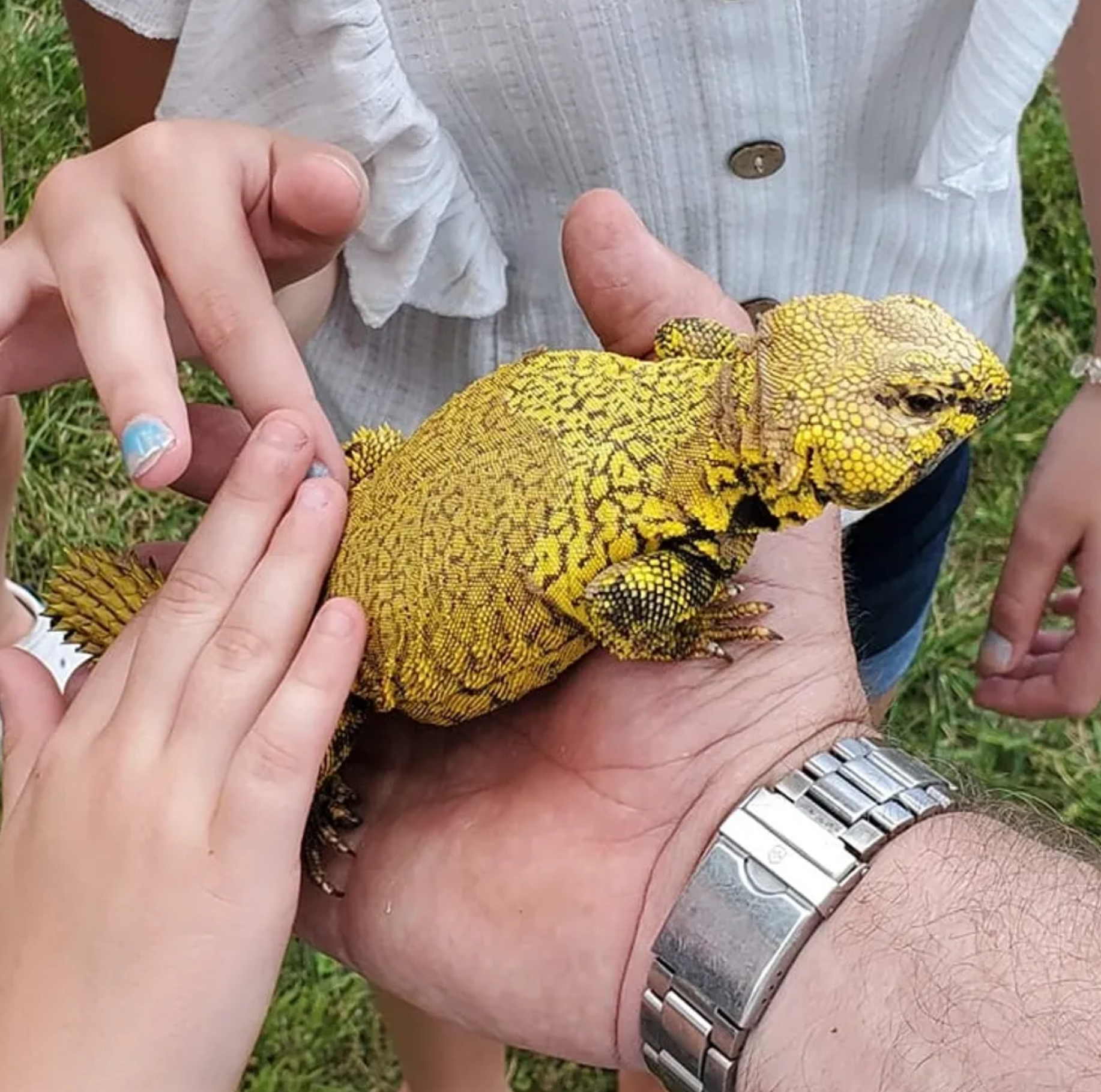Herpetology Rules at Raging Reptiles in Manassas Mall | Prince William ...